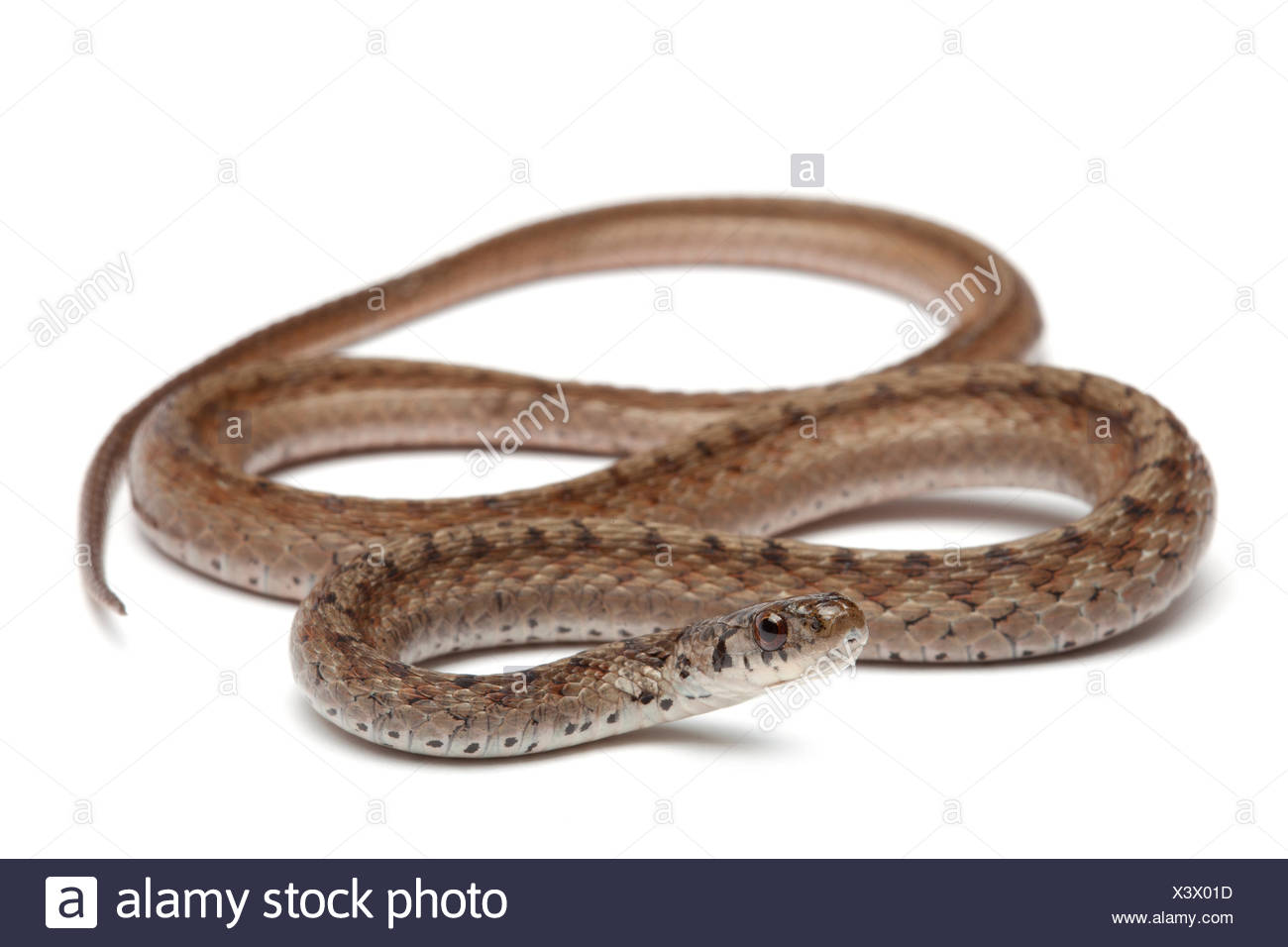 Brown Snake Stock Photos & Brown Snake Stock Images - Alamy