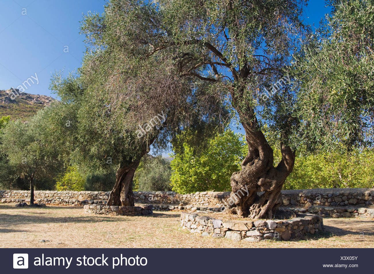 Corsican Tree High Resolution Stock Photography and Images - Alamy