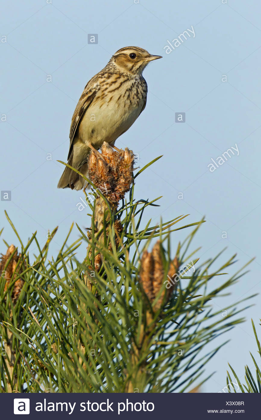 Lark Trees High Resolution Stock Photography and Images - Alamy