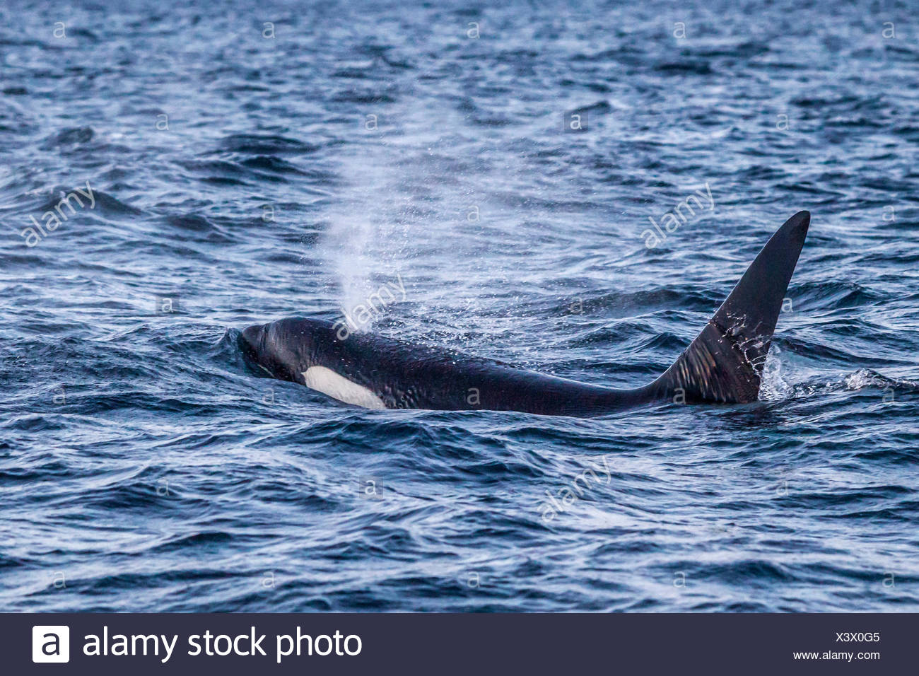 Grampus Whale High Resolution Stock Photography and Images - Alamy