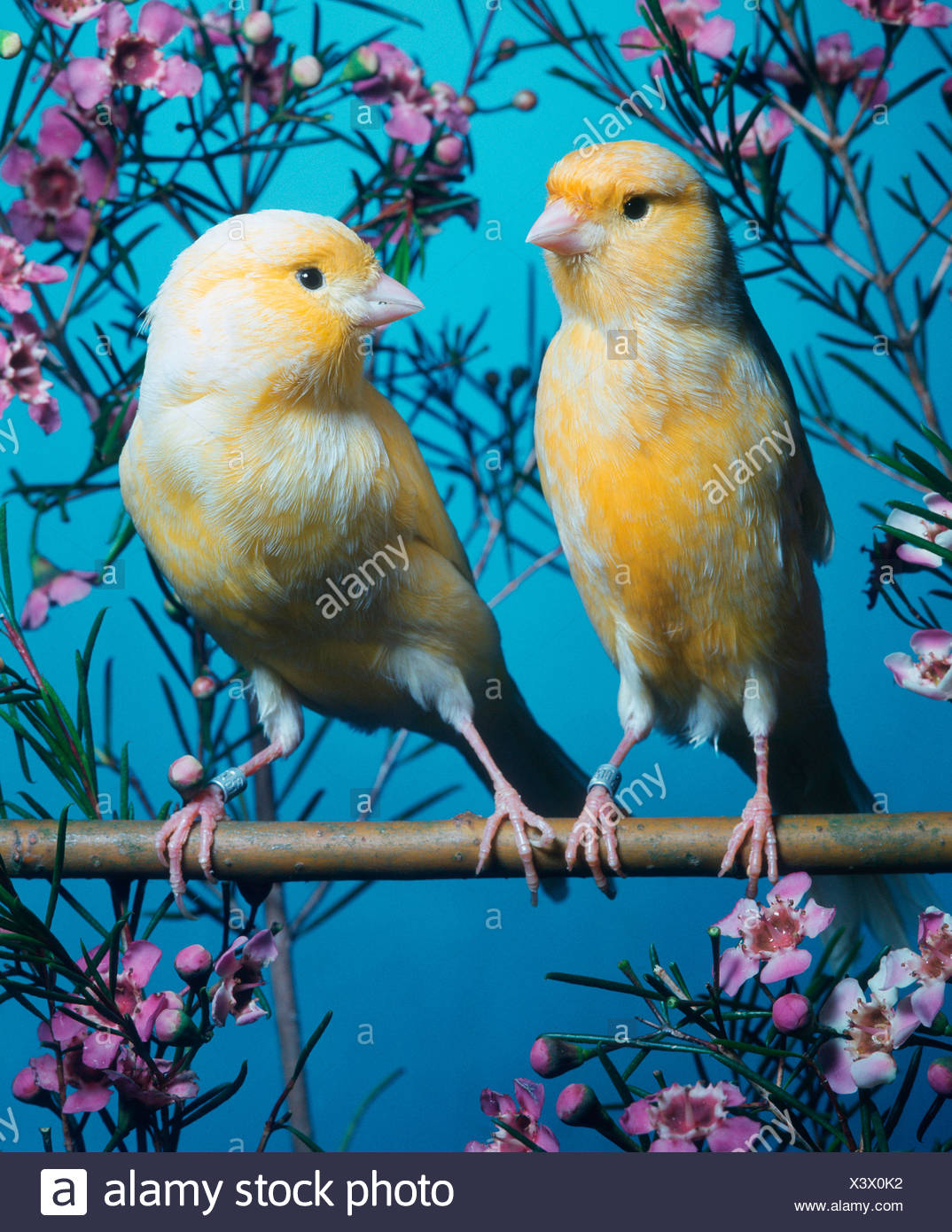 Bird Canaries Pair High Resolution Stock Photography and Images - Alamy