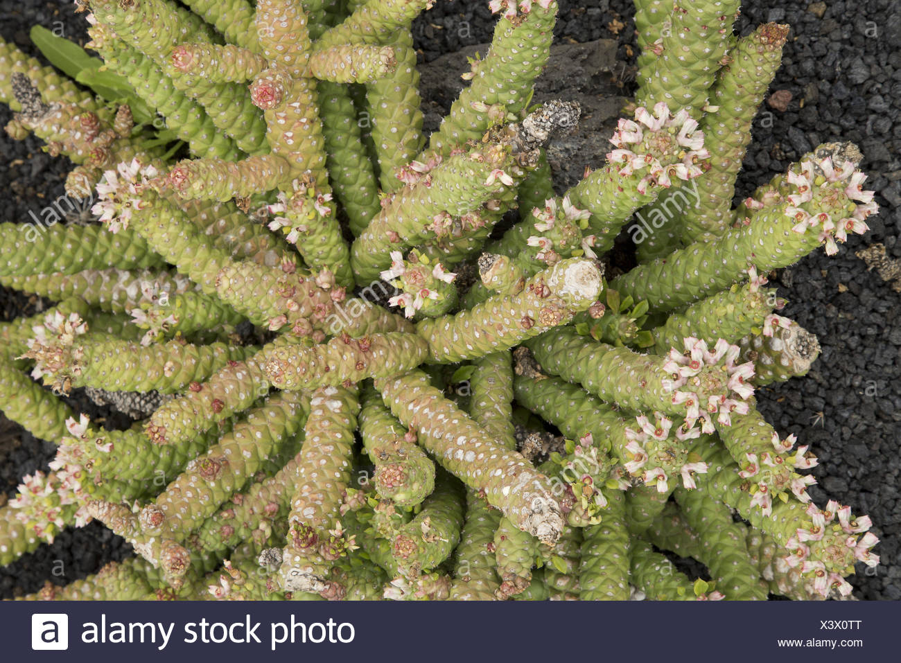 Monadenium High Resolution Stock Photography and Images - Alamy