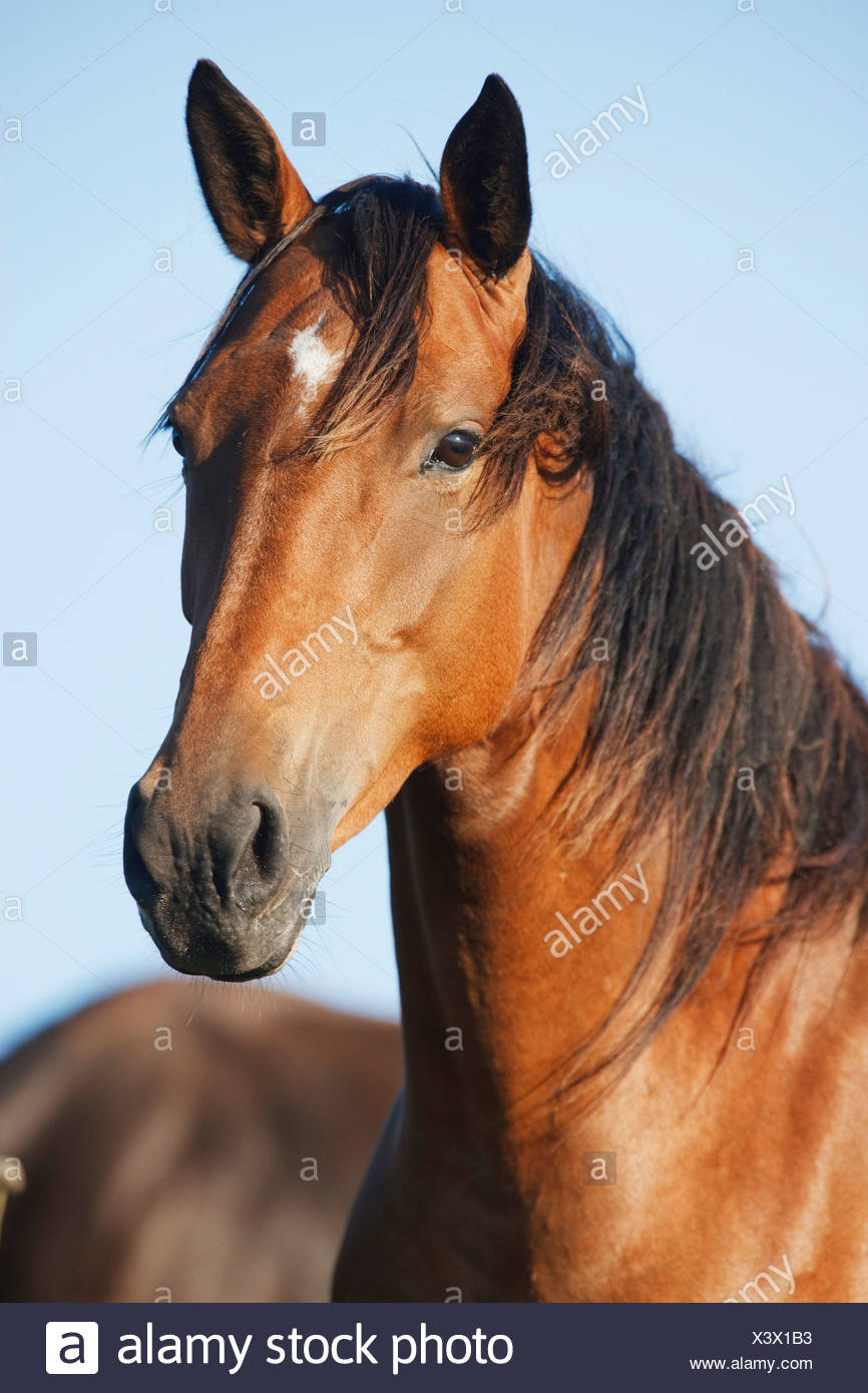 Kabardian High Resolution Stock Photography and Images - Alamy