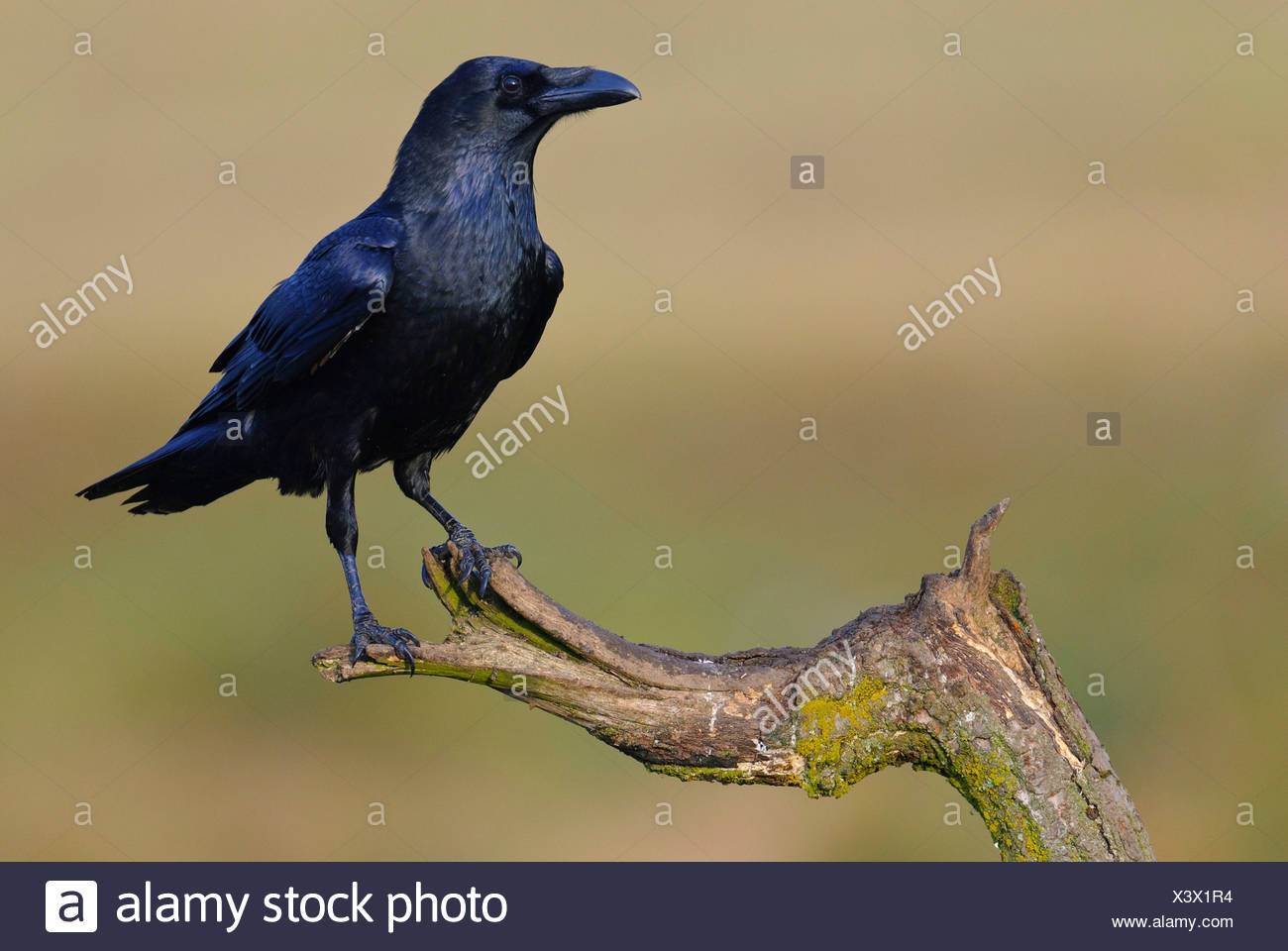Raven Stock Photos & Raven Stock Images - Alamy