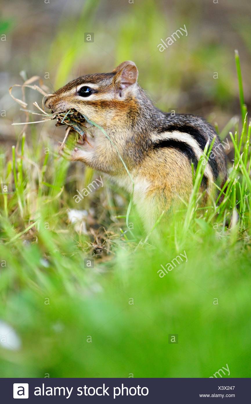 Chipmunk Den High Resolution Stock Photography and Images - Alamy
