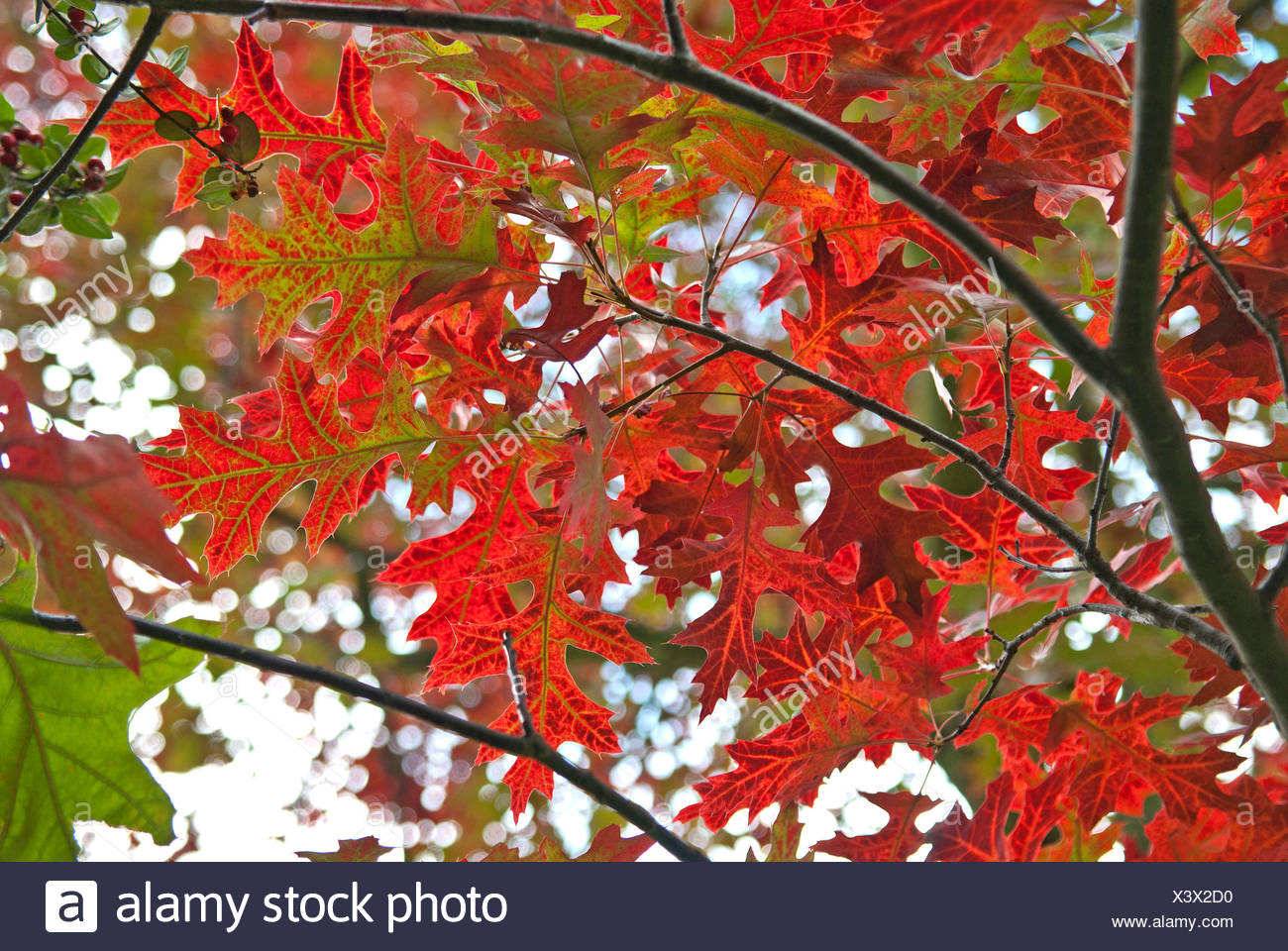 Scarlet Oak Leaves Quercus Coccinea High Resolution Stock Photography ...