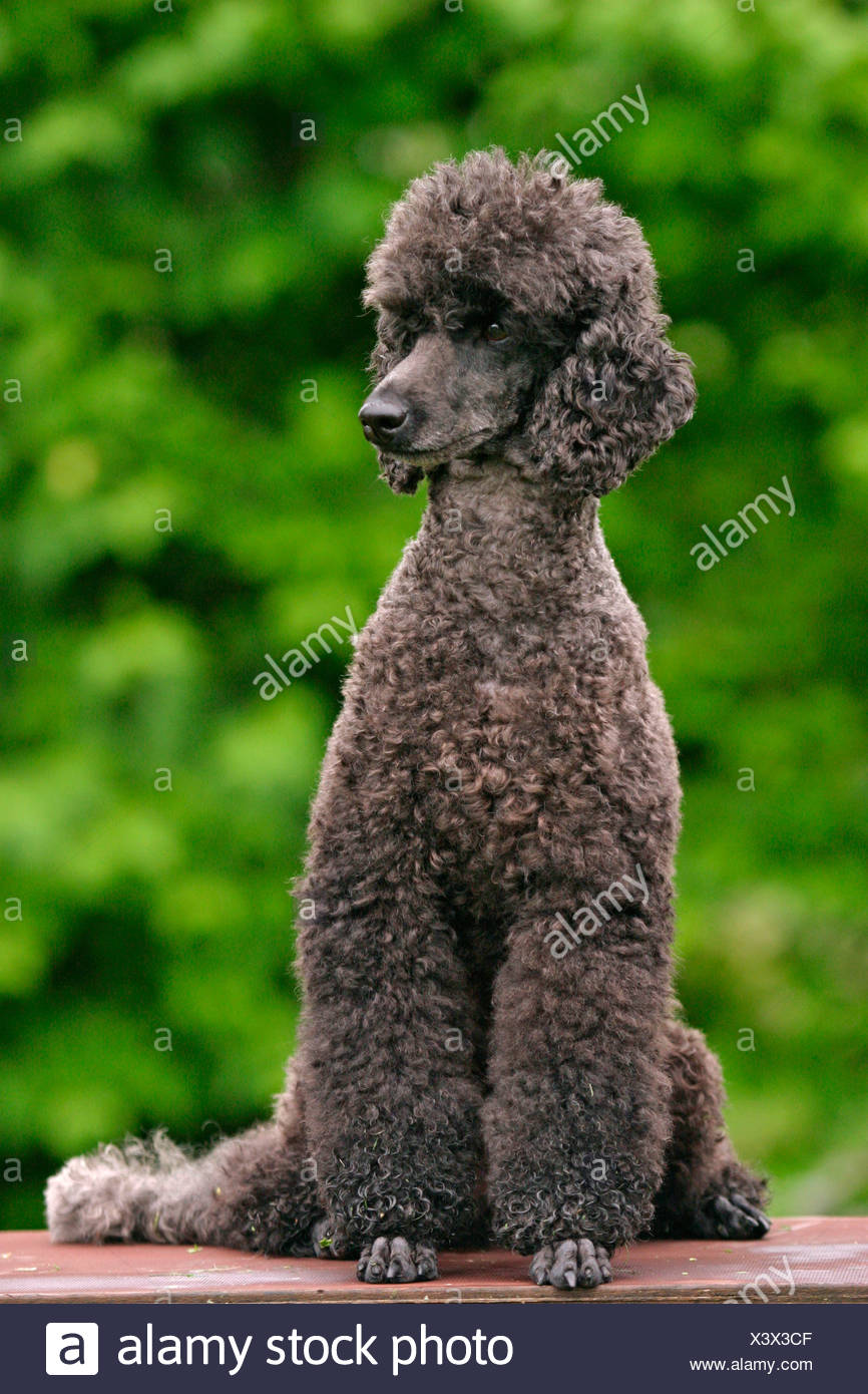 Kleiner Pudel Stock Photos & Kleiner Pudel Stock Images - Alamy