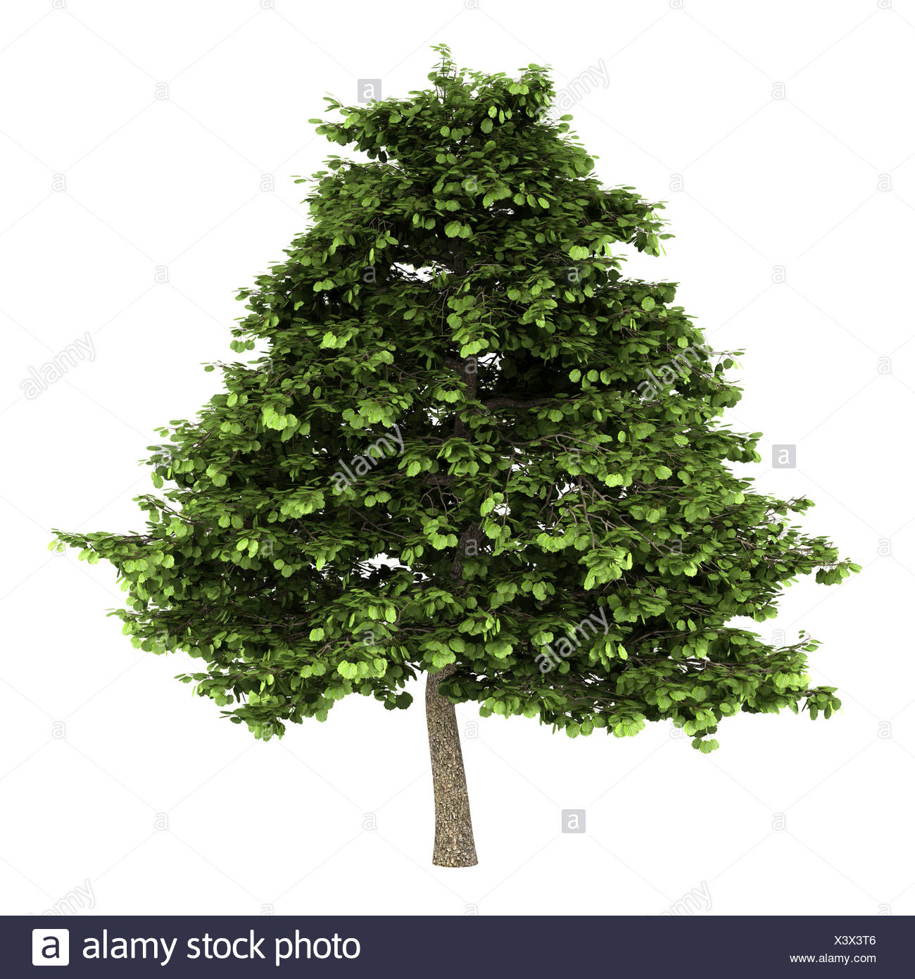 Grey Alder Tree High Resolution Stock Photography and Images - Alamy