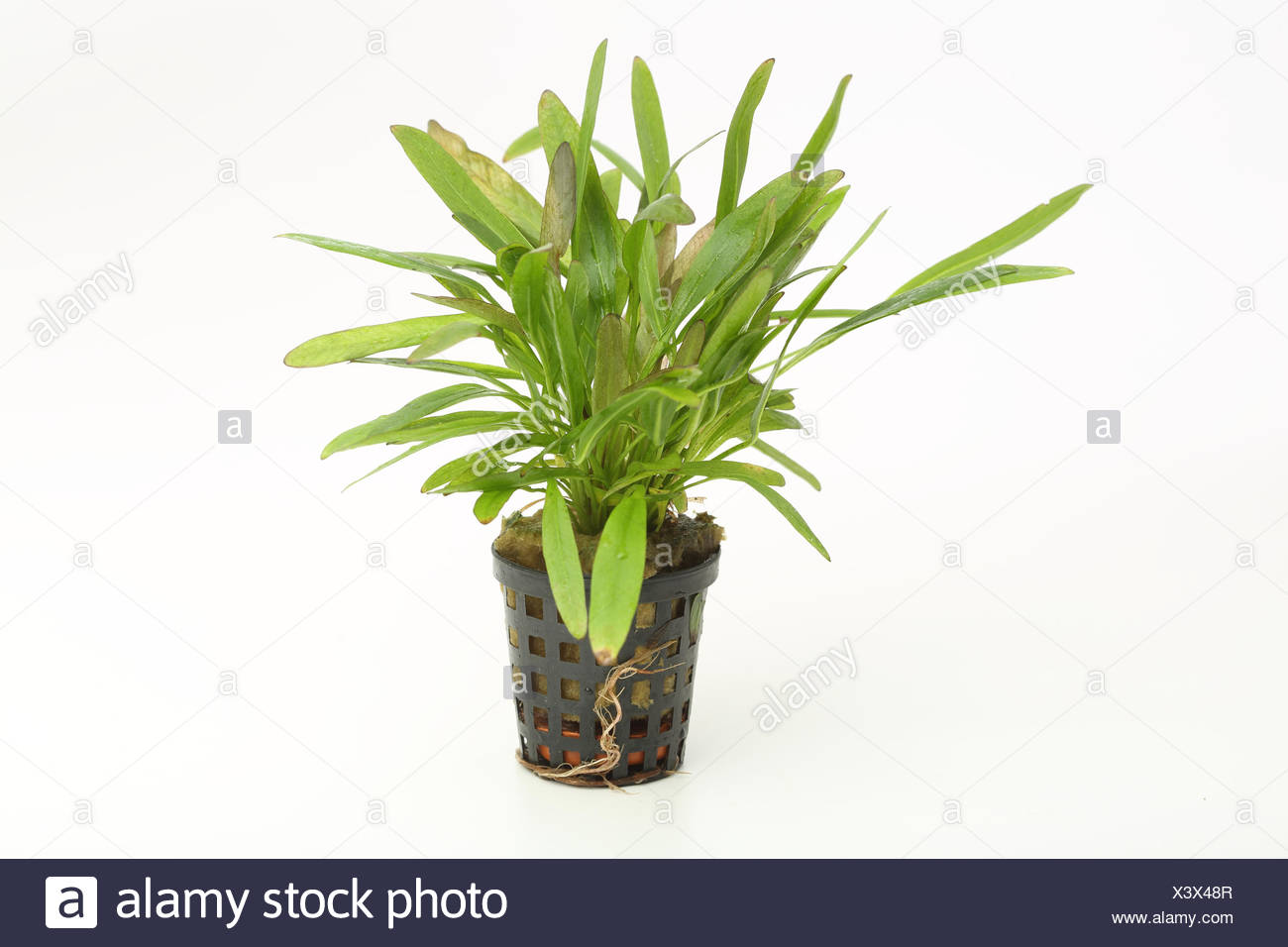 Echinodorus High Resolution Stock Photography and Images - Alamy