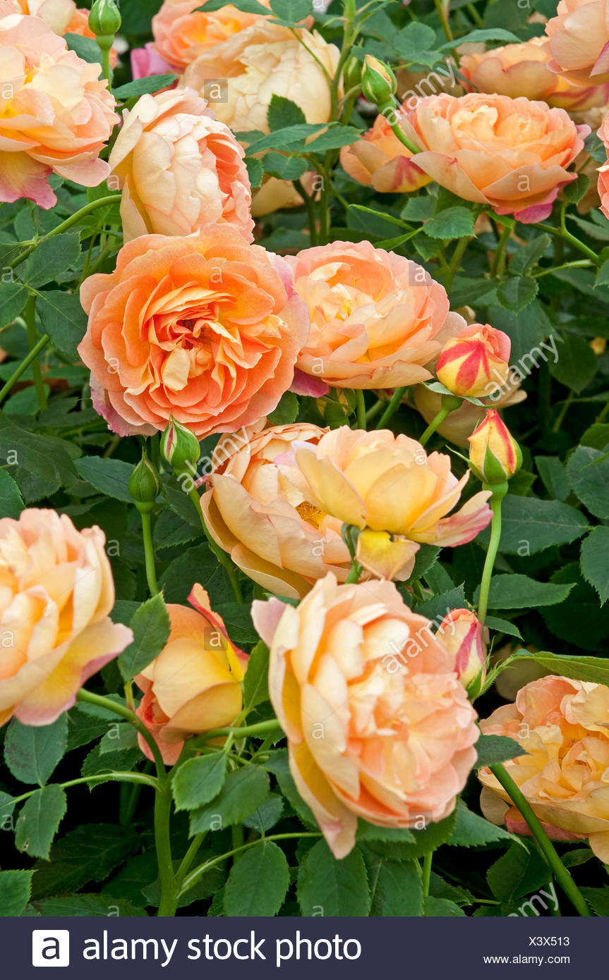 Lady Of Shalott Stock Photos & Lady Of Shalott Stock Images - Alamy