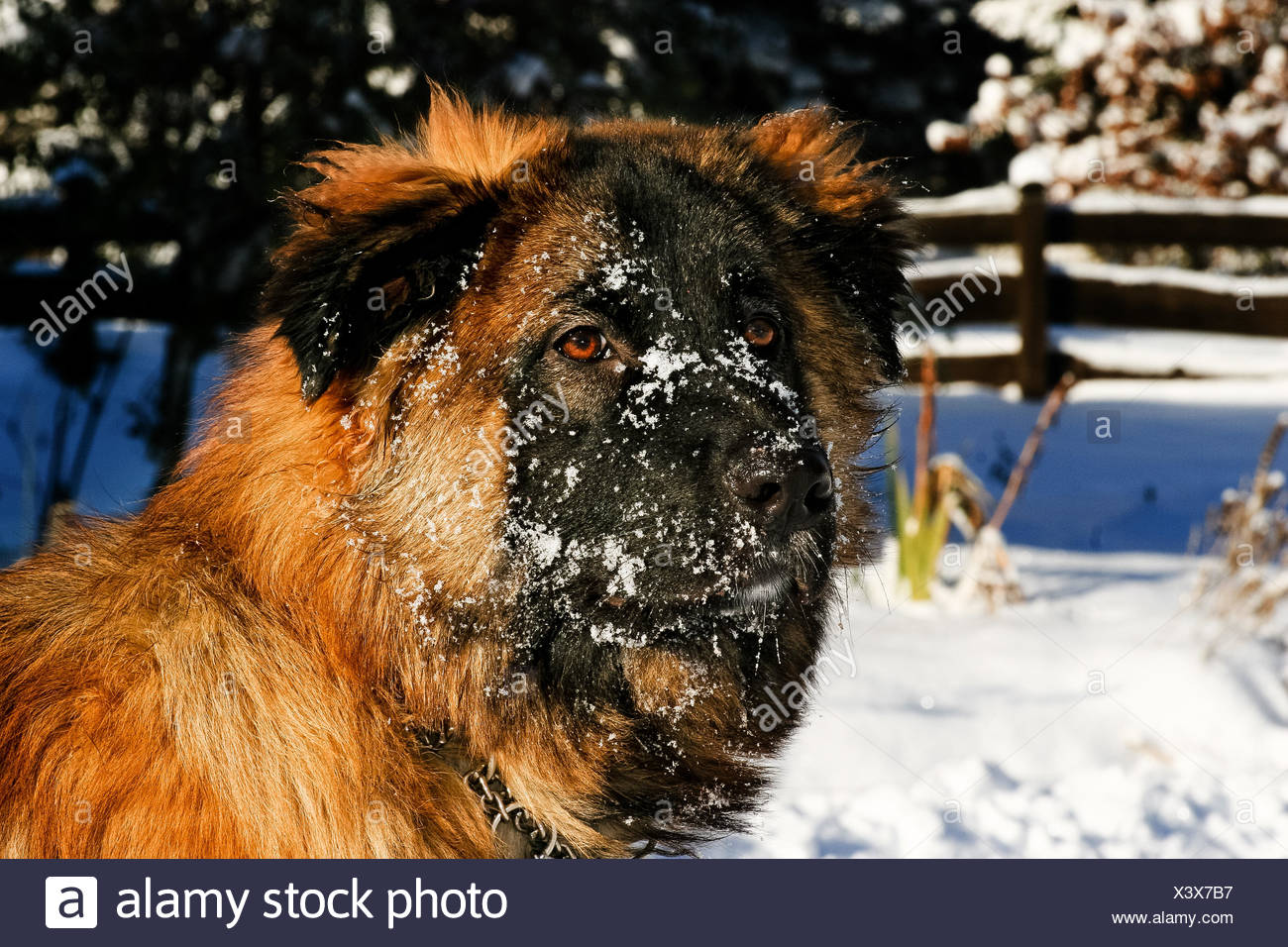 Kampfhund High Resolution Stock Photography and Images - Alamy