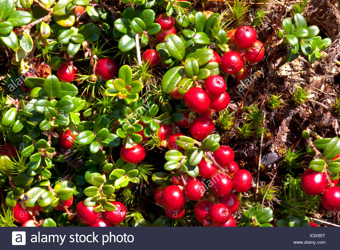 Green Partridge High Resolution Stock Photography and Images - Alamy