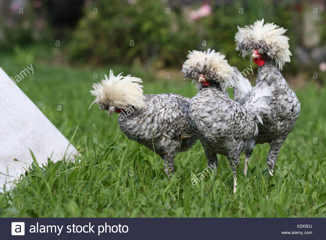 3 Chickens High Resolution Stock Photography and Images - Alamy