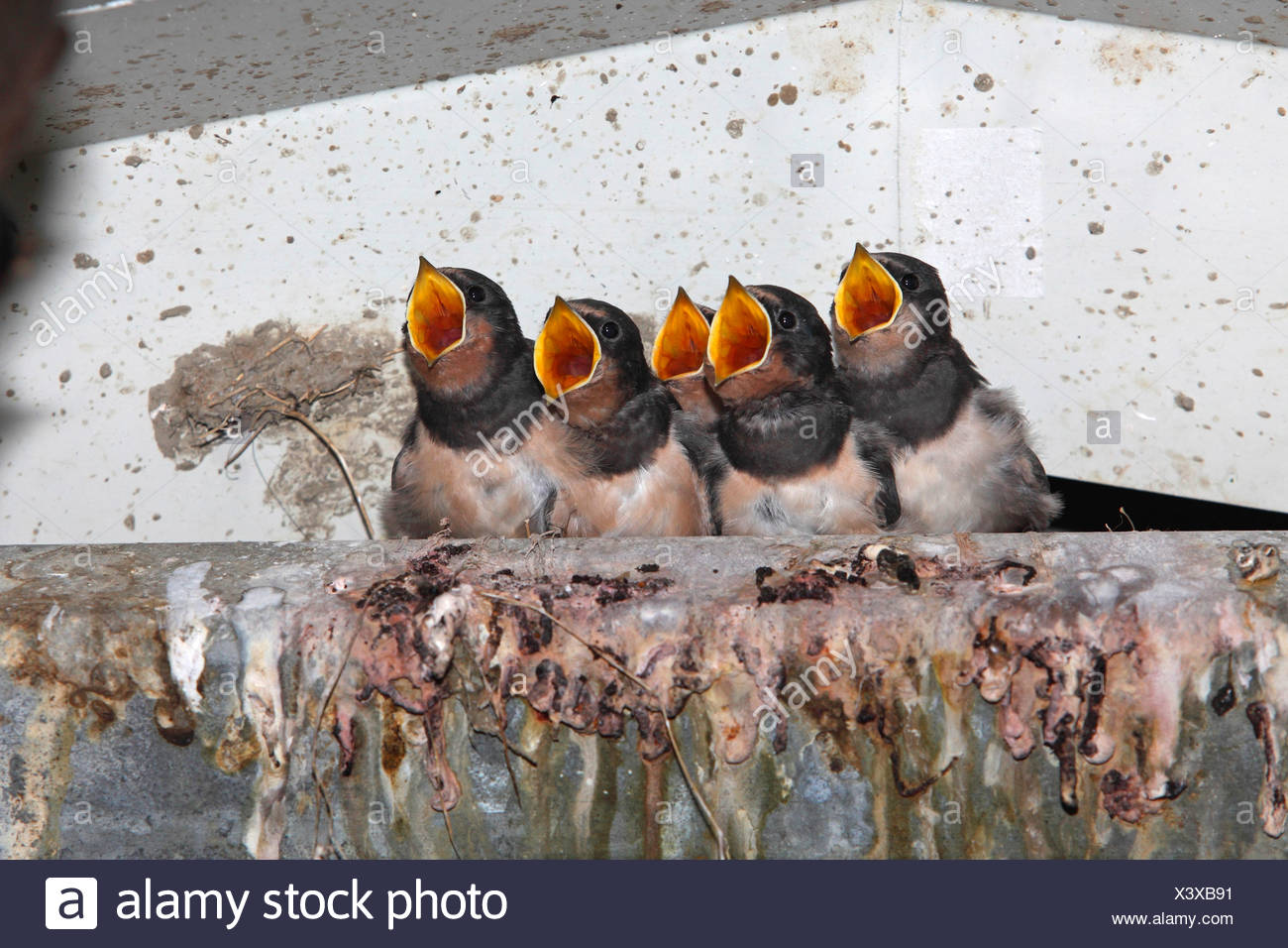 Barn Swallow Nests High Resolution Stock Photography and Images - Alamy