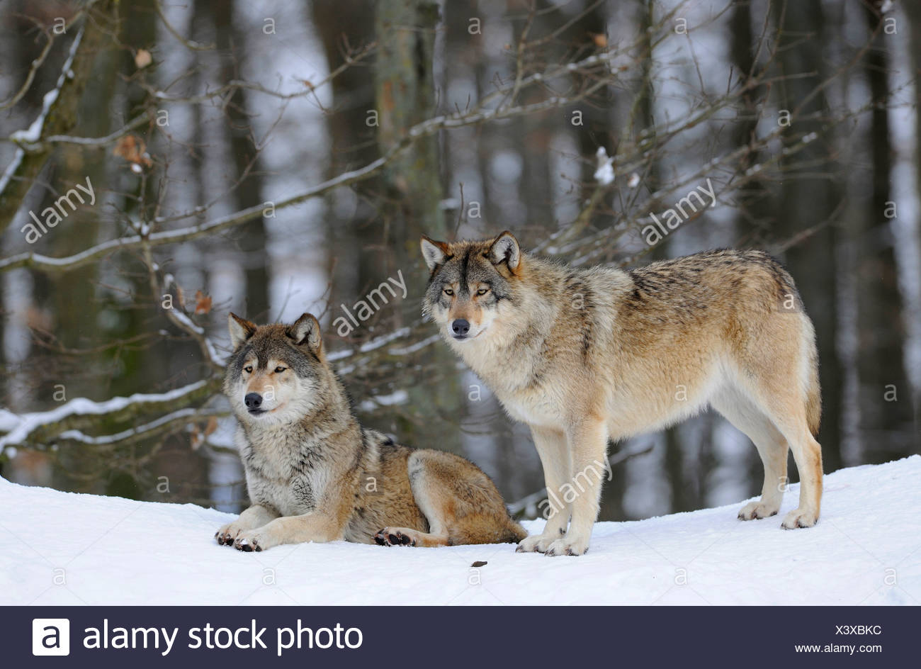 Alaskan Timber Wolf High Resolution Stock Photography and Images - Alamy