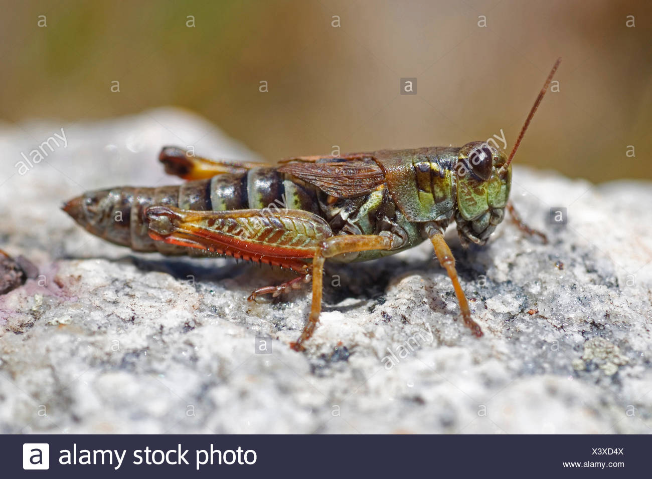 Migratory Grasshopper High Resolution Stock Photography and Images - Alamy