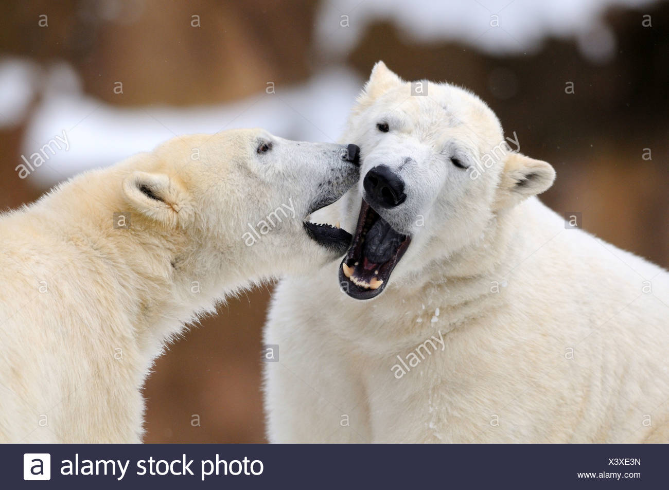 Couple Sniffing Each Other High Resolution Stock Photography and Images ...