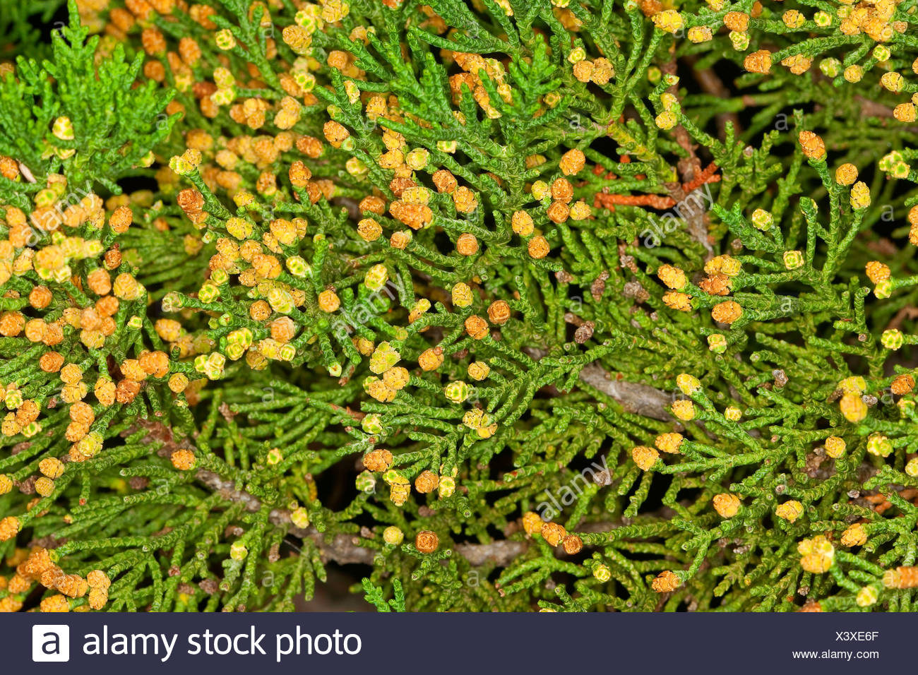 Italian Cypress Cupressus Sempervirens Cypress Stock Photos & Italian ...