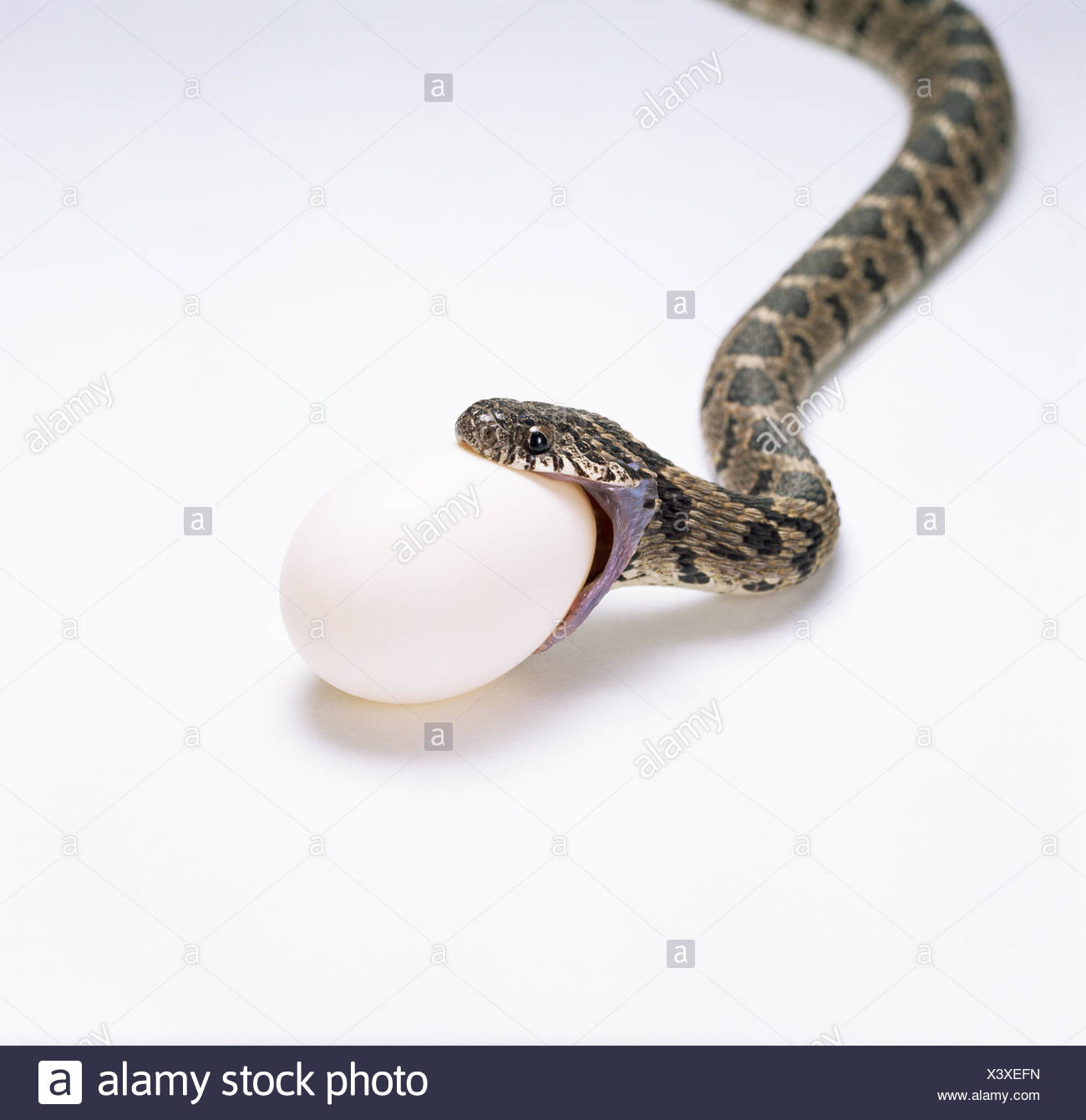 Snake Swallow High Resolution Stock Photography and Images - Alamy