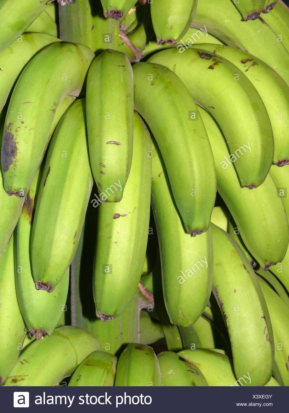 Banana Tree Musa Paradisiaca High Resolution Stock Photography and ...