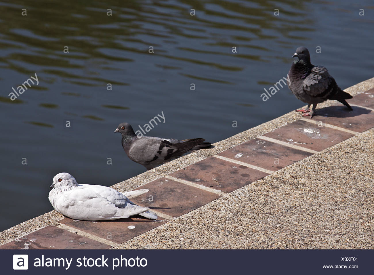 Pigeon Droppings Stock Photos & Pigeon Droppings Stock Images - Alamy