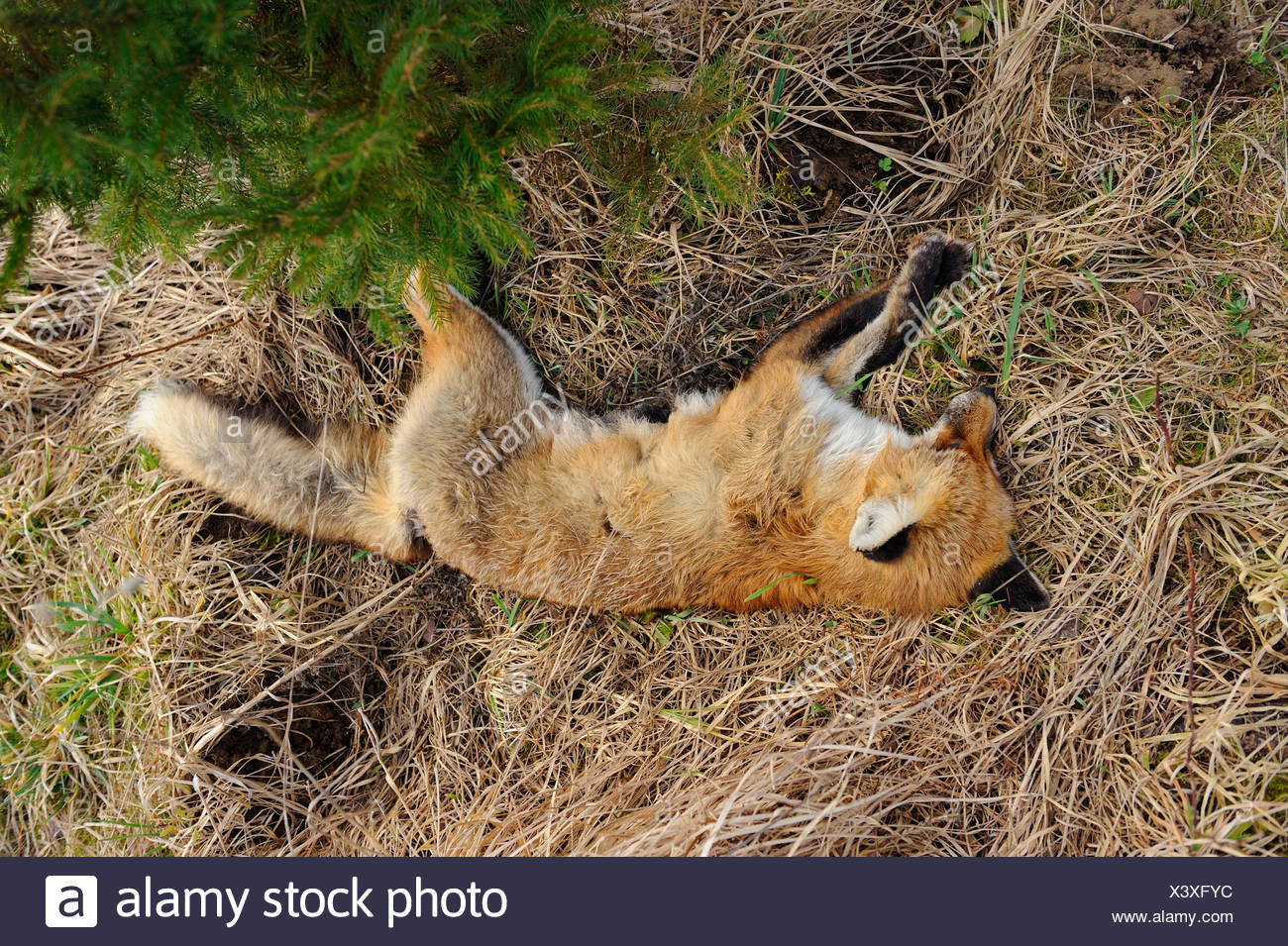 Dried Dead Grass High Resolution Stock Photography and Images - Alamy
