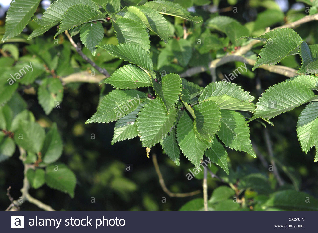 Lobel Stock Photos & Lobel Stock Images - Alamy