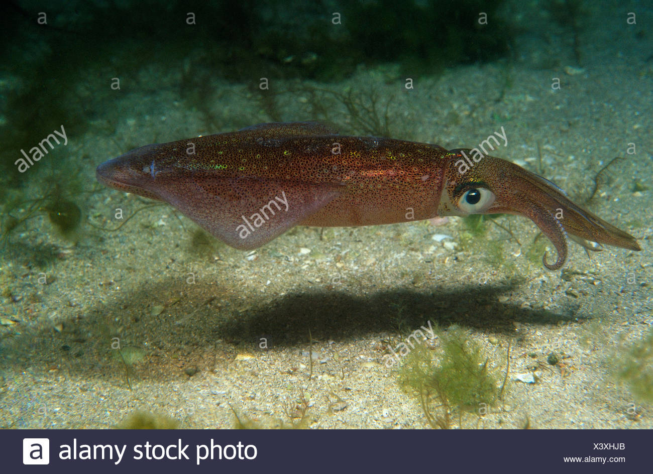 Loligo Vulgaris High Resolution Stock Photography and Images - Alamy