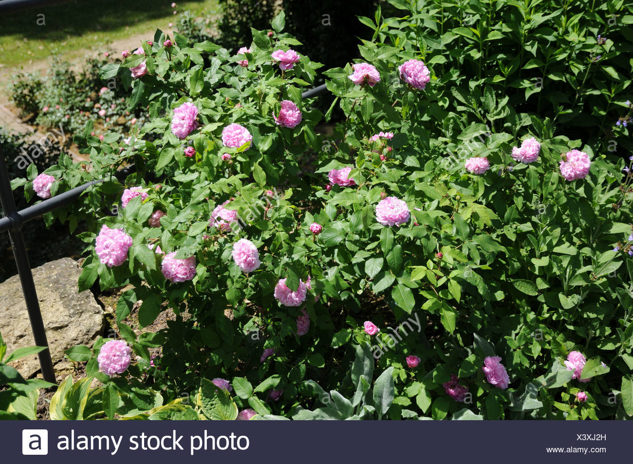 Damascena Rose High Resolution Stock Photography and Images - Alamy