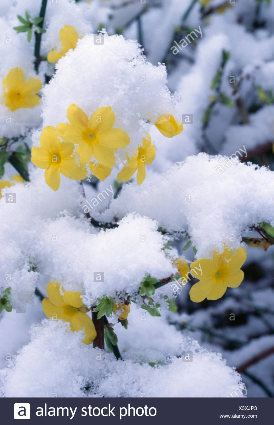 Winter Jasmine High Resolution Stock Photography and Images - Alamy