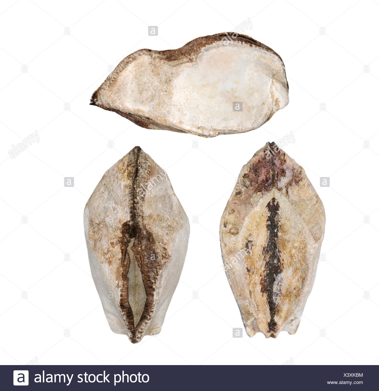Arca Tetragona High Resolution Stock Photography and Images - Alamy