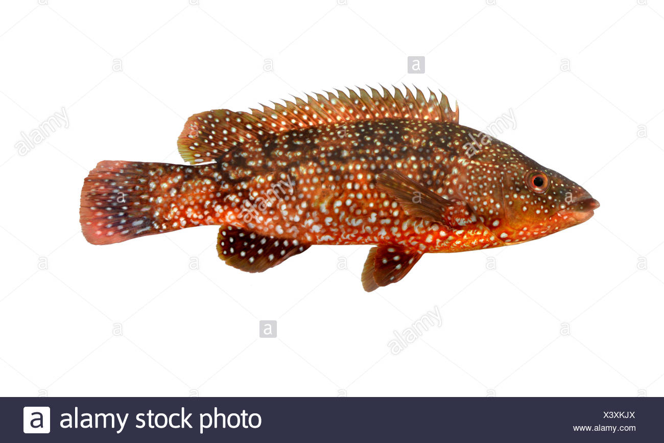 Ballan Wrasse Fish Stock Photos & Ballan Wrasse Fish Stock Images - Alamy