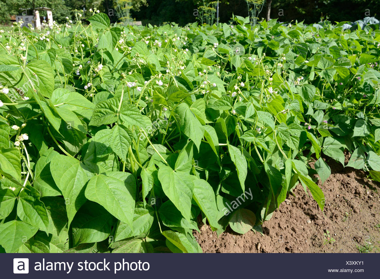 Bush Beans High Resolution Stock Photography and Images - Alamy
