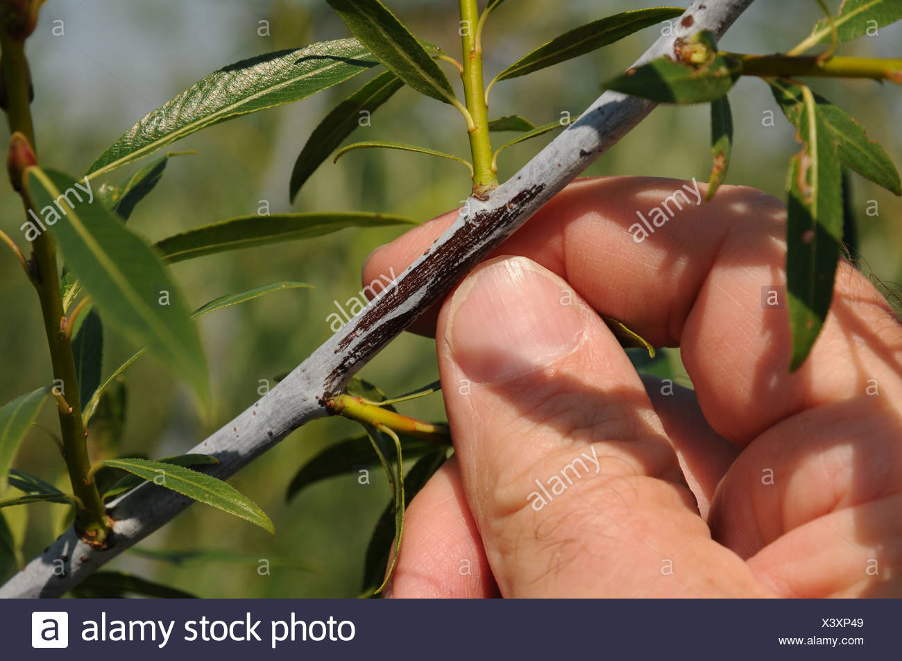 Salix Daphnoides High Resolution Stock Photography and Images - Alamy