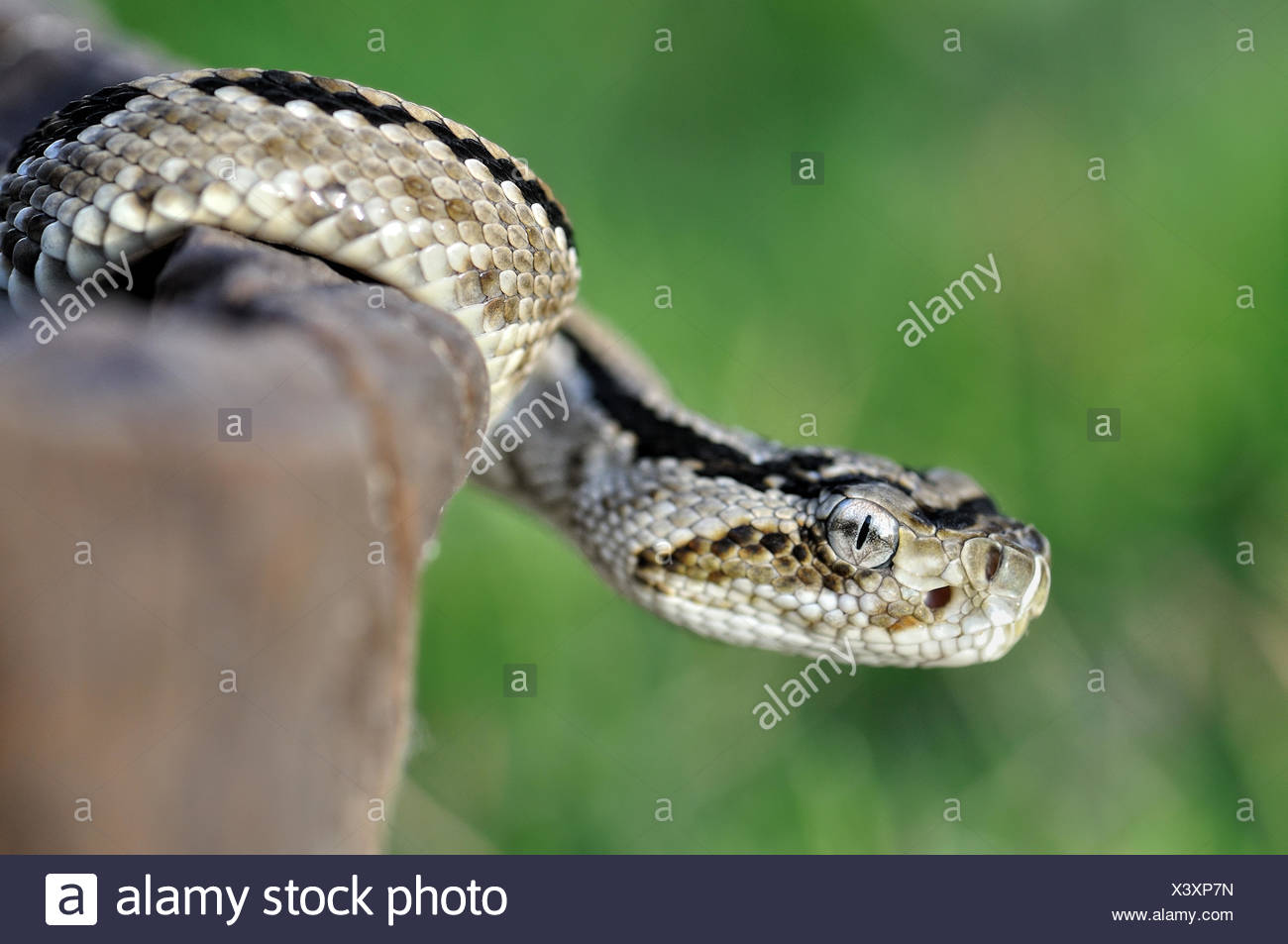 Rattlesnake Crotalus Durissus High Resolution Stock Photography and ...