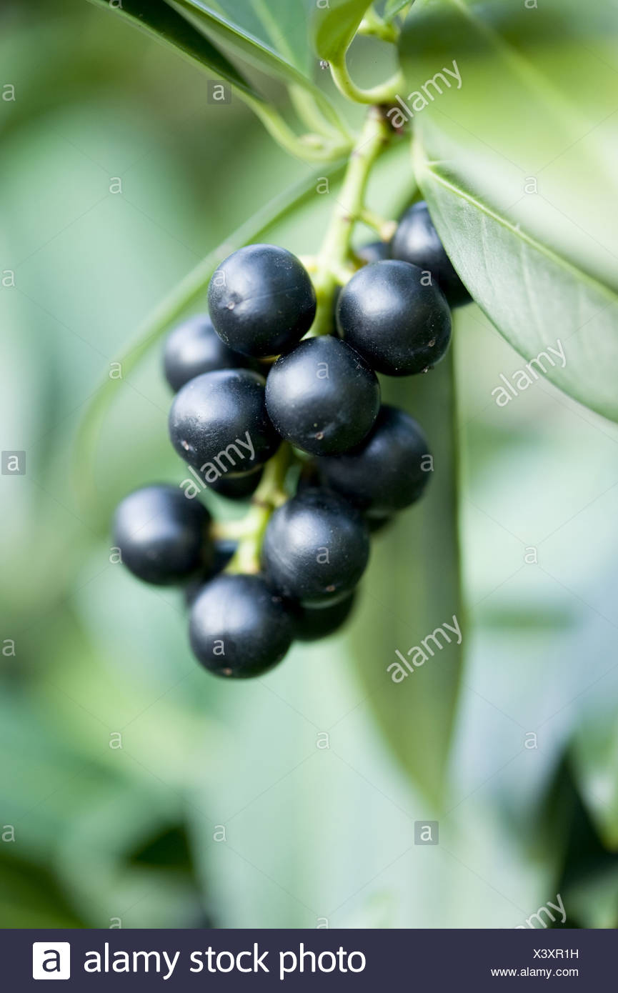 English Laurel Tree High Resolution Stock Photography and Images - Alamy