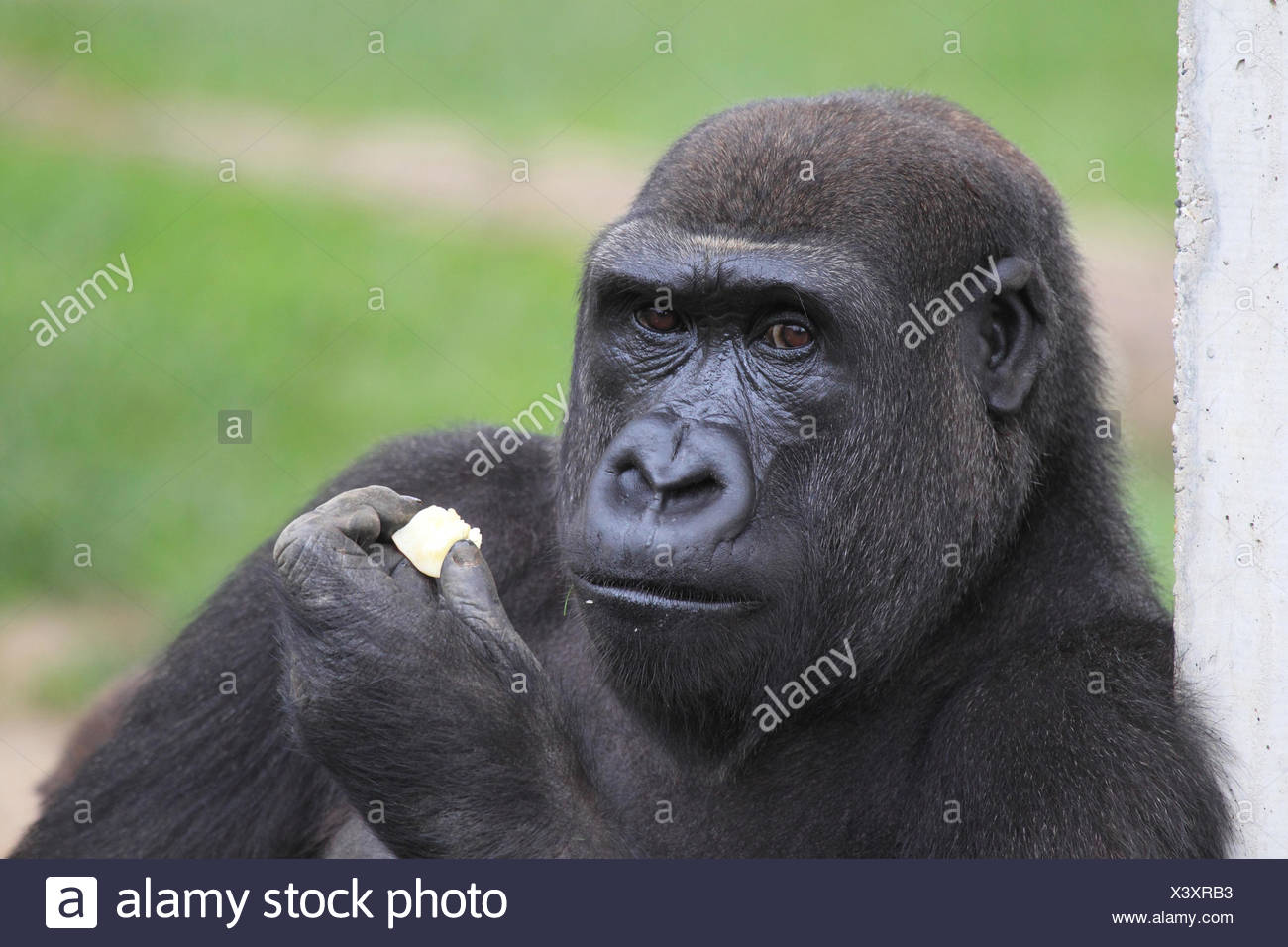Female Gorilla Stock Photos & Female Gorilla Stock Images - Alamy