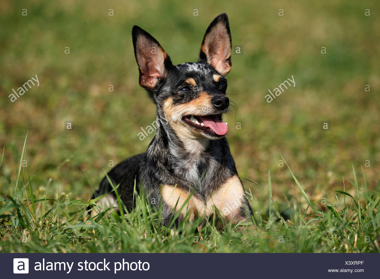 Prager Rattler Stock Photos & Prager Rattler Stock Images - Alamy