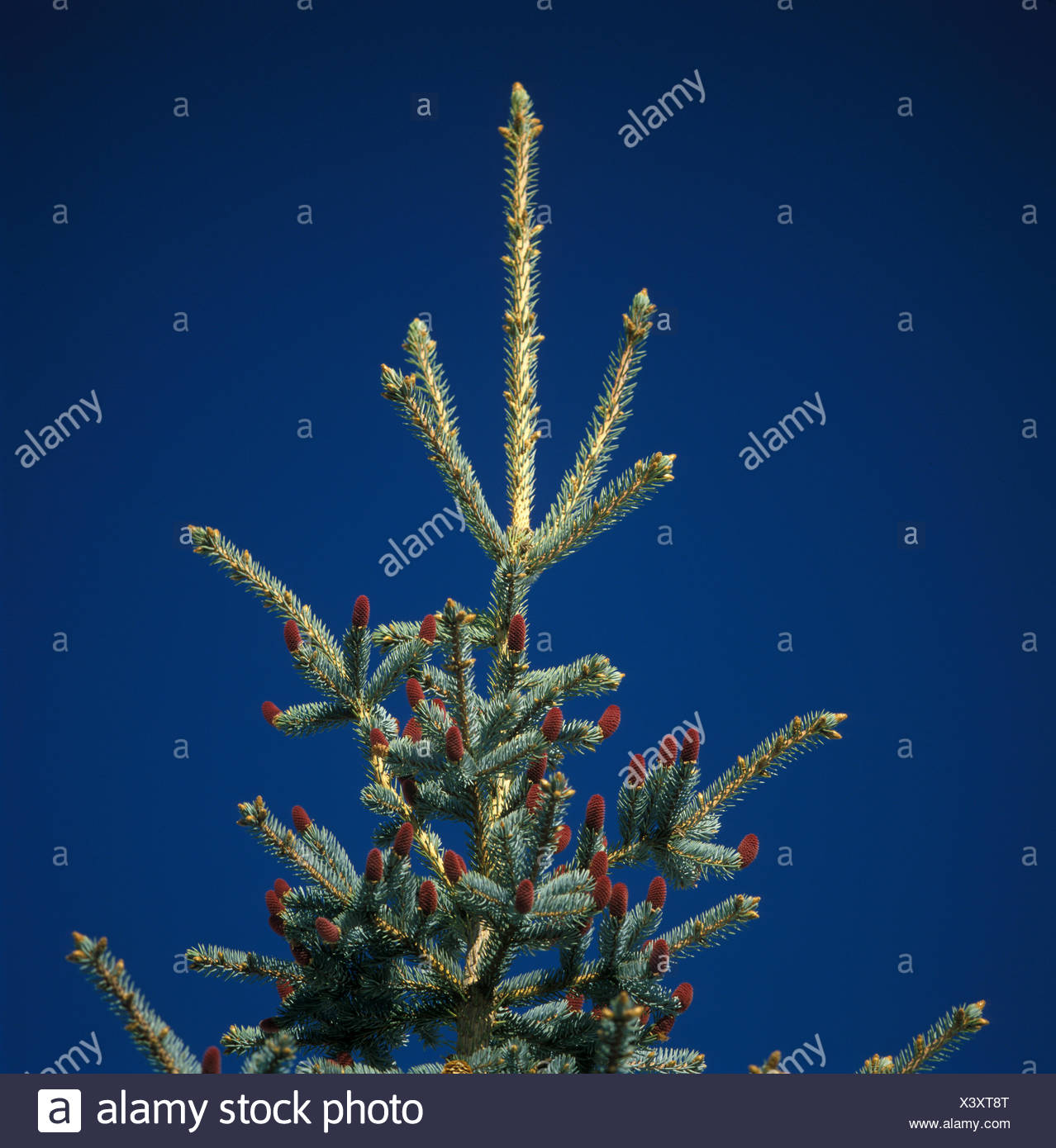 White Spruce Stock Photos & White Spruce Stock Images - Alamy