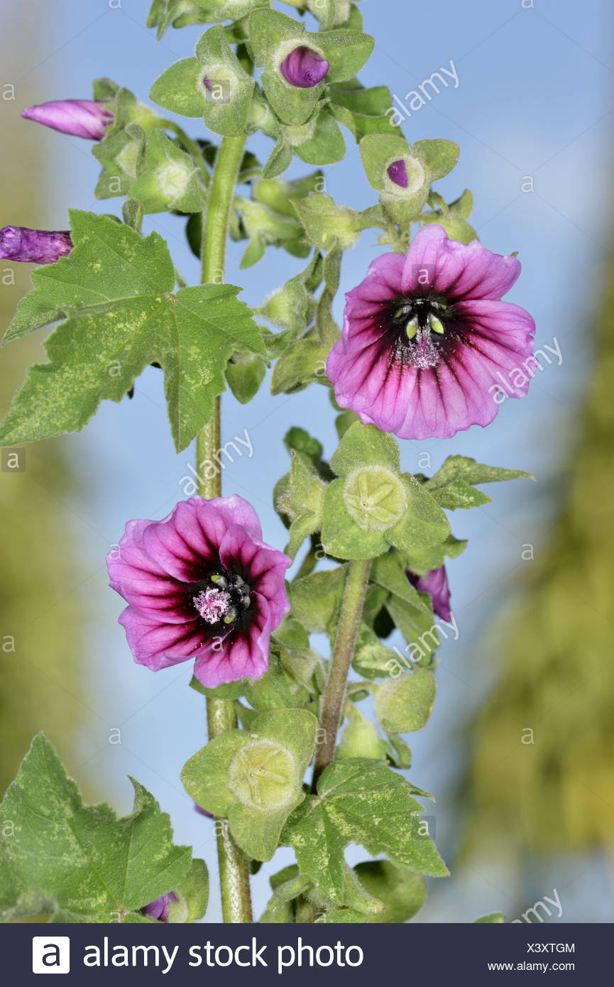 Lavatera Malvaceae Flowering High Resolution Stock Photography and ...