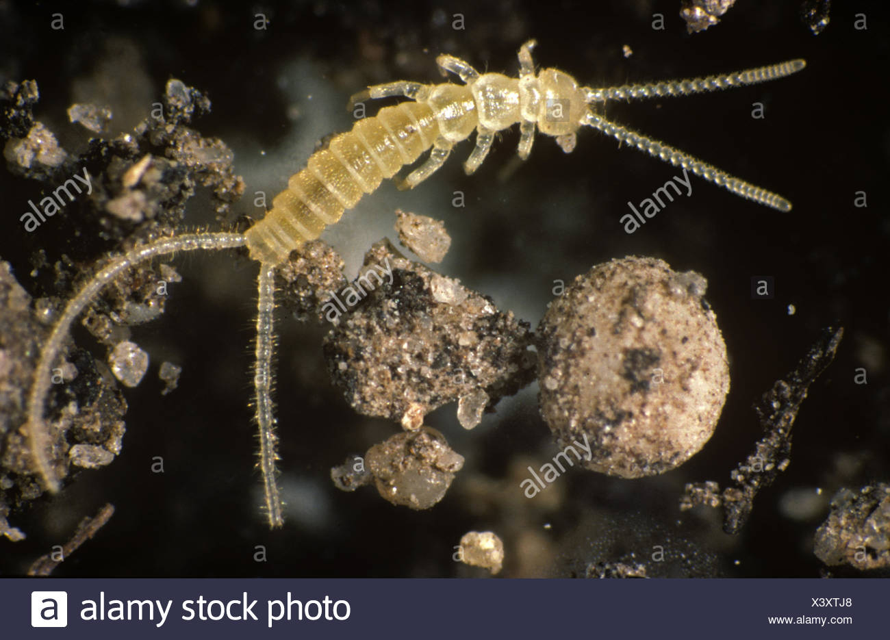 Detritivore Soil Living High Resolution Stock Photography and Images ...