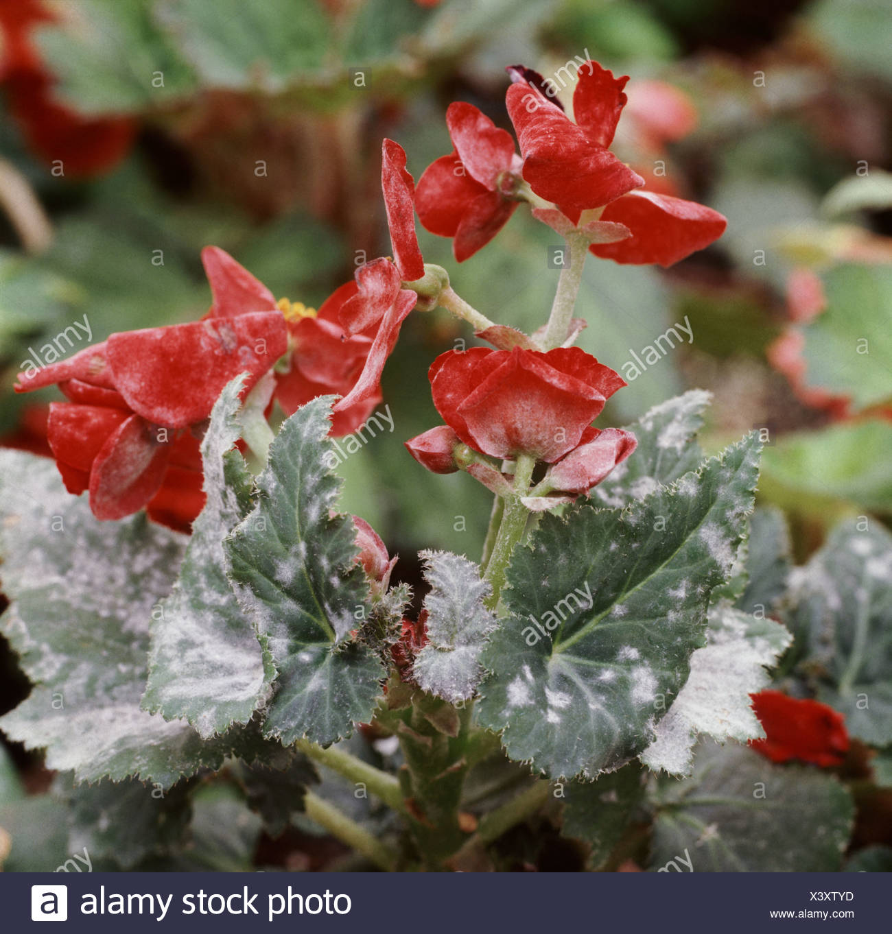 Oidium High Resolution Stock Photography and Images - Alamy