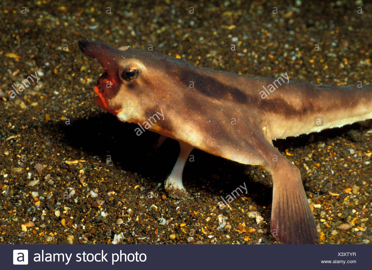 Red Lipped Batfish High Resolution Stock Photography and Images - Alamy