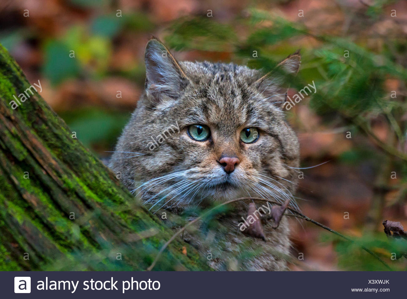 Cats In Tree High Resolution Stock Photography and Images - Alamy
