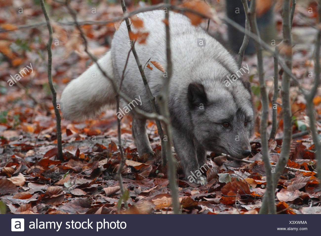 Dead Arctic Fox High Resolution Stock Photography and Images - Alamy