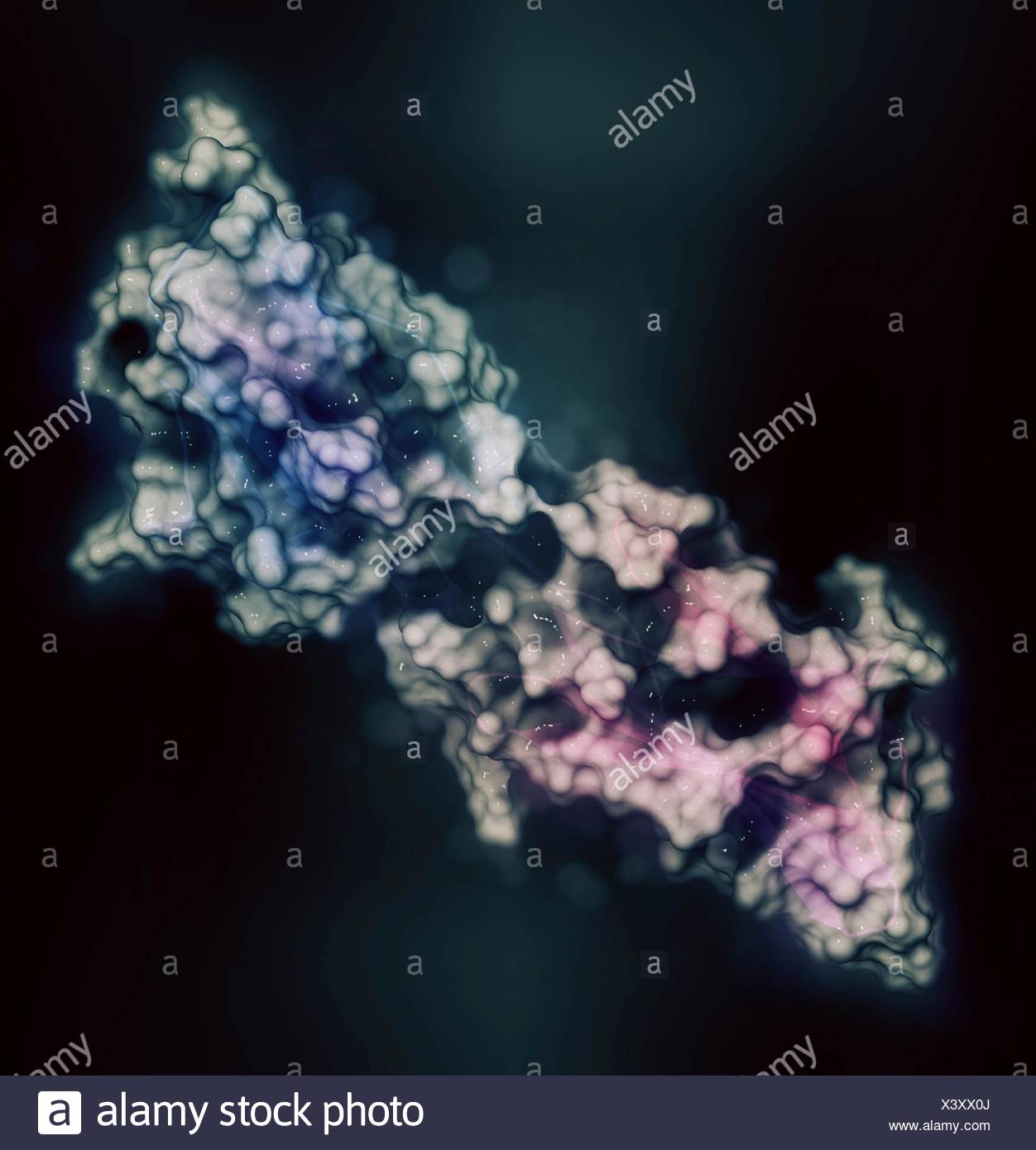 L1 Protein High Resolution Stock Photography and Images - Alamy