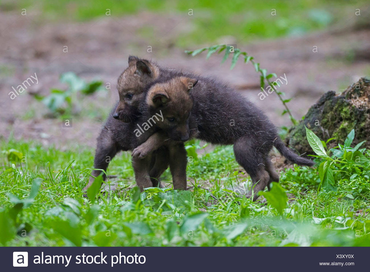 Wolf Pups Playing Stock Photos & Wolf Pups Playing Stock Images - Alamy