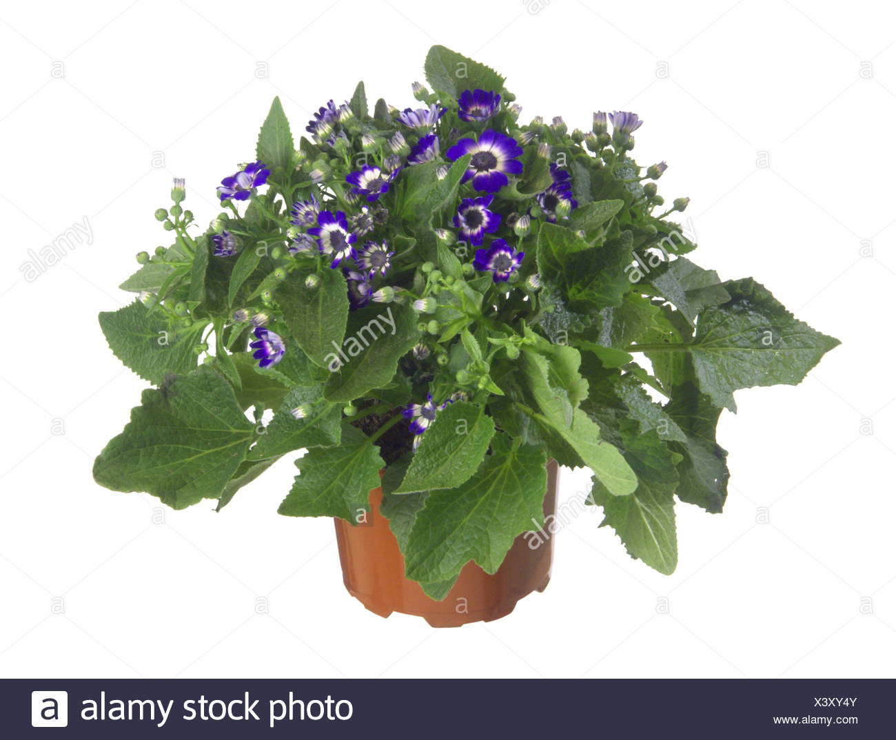 Cineraria Hybrida High Resolution Stock Photography and Images - Alamy