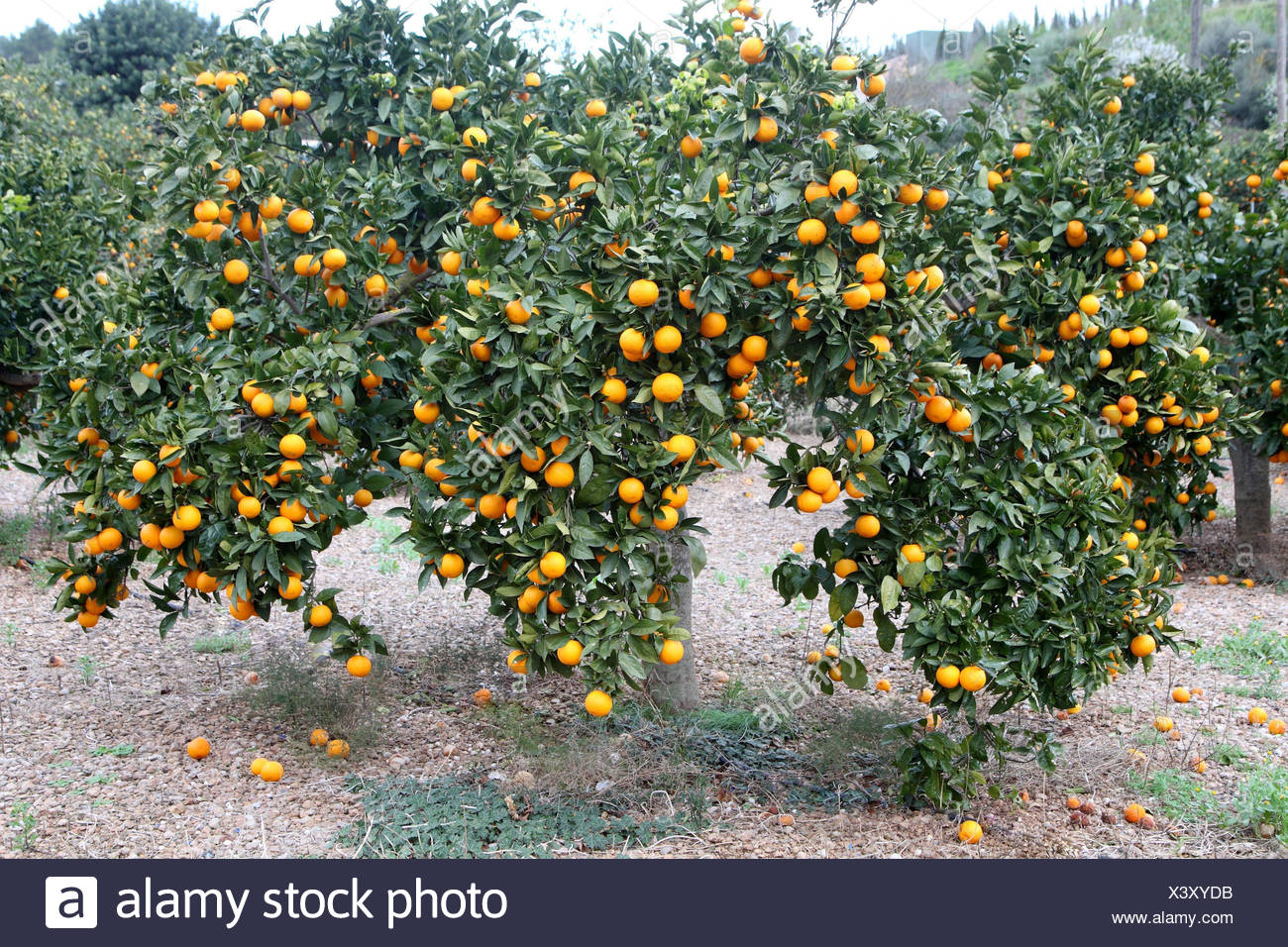 Orange Plantation Stock Photos & Orange Plantation Stock Images - Alamy