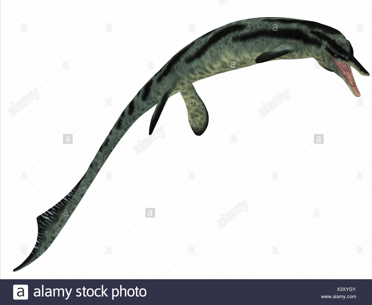 Ichthyosaur Stock Photos & Ichthyosaur Stock Images - Alamy
